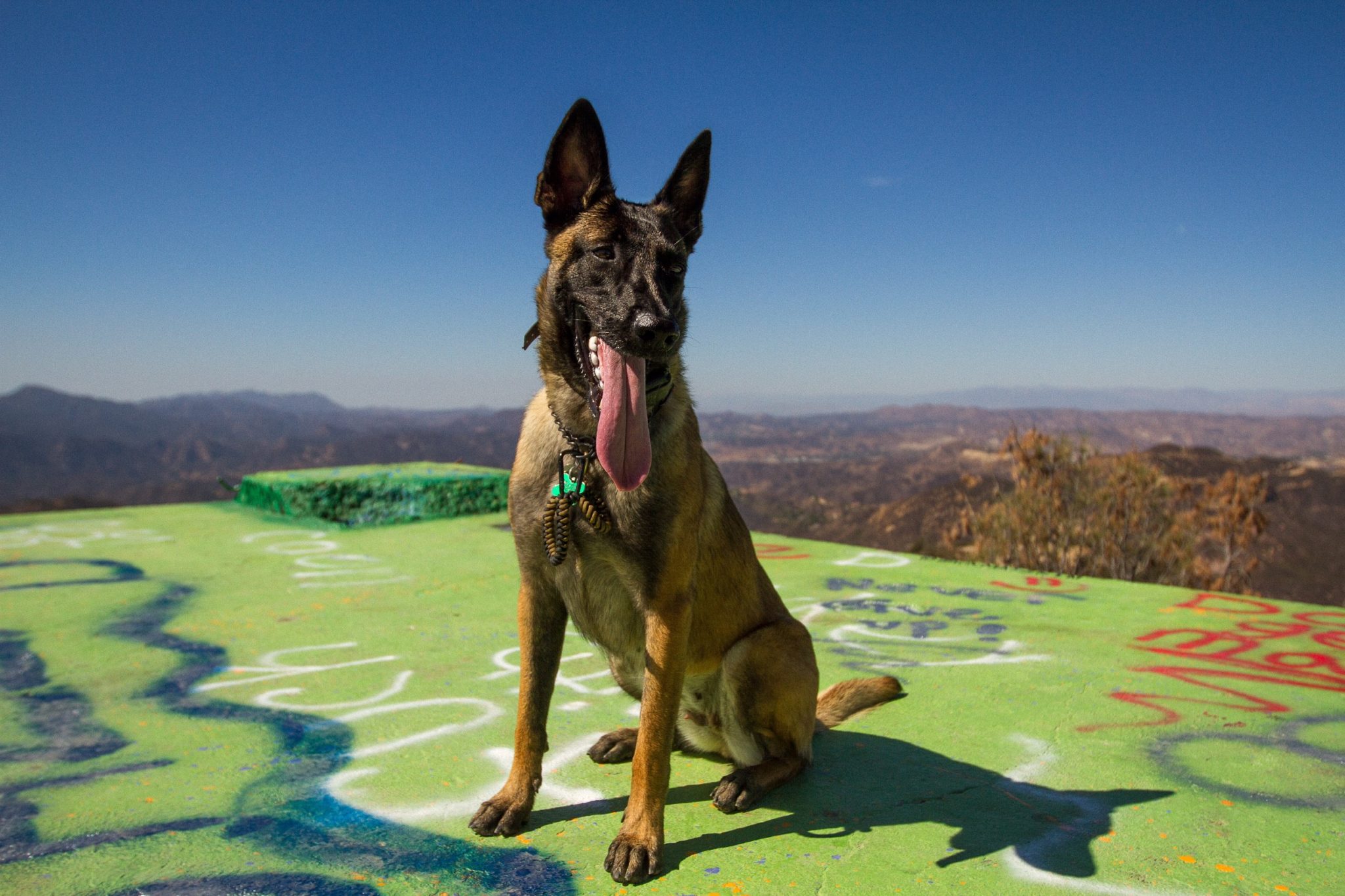 Bella: Female Belgian Malinois | High Class K9 Protection Dogs